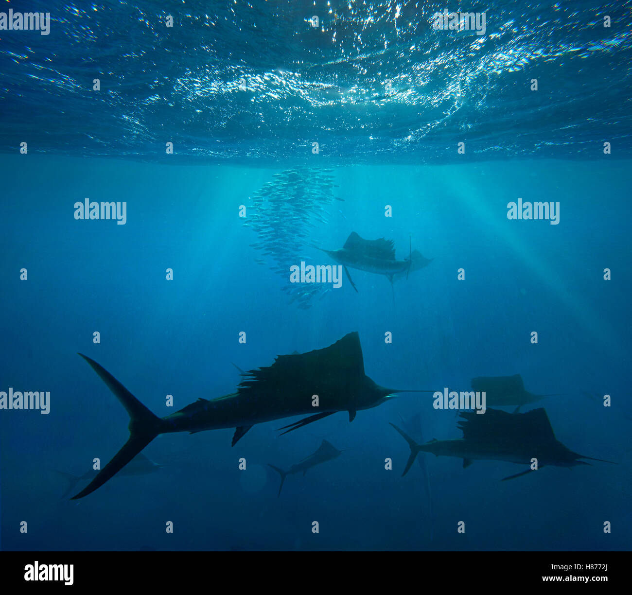 Atlantic Sailfish (Istiophorus albicans) group hunting Round Sardinella ...