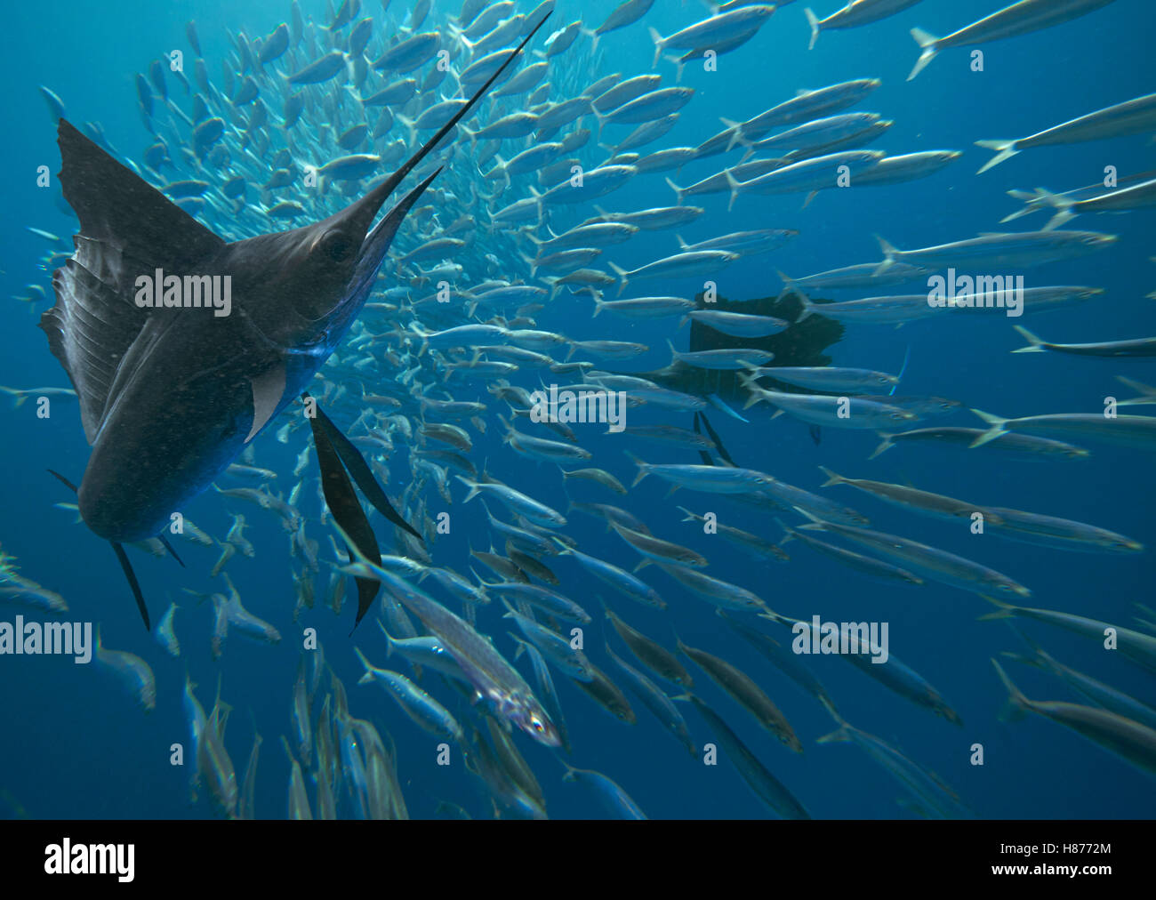 Atlantic Sailfish (Istiophorus albicans) group hunting Round Sardinella ...