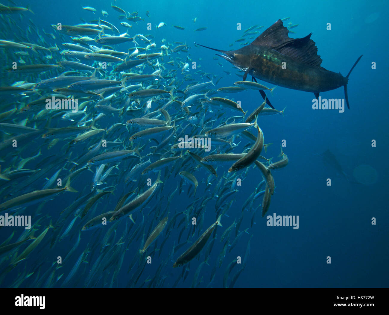 Atlantic Sailfish (Istiophorus albicans) hunting Round Sardinella ...