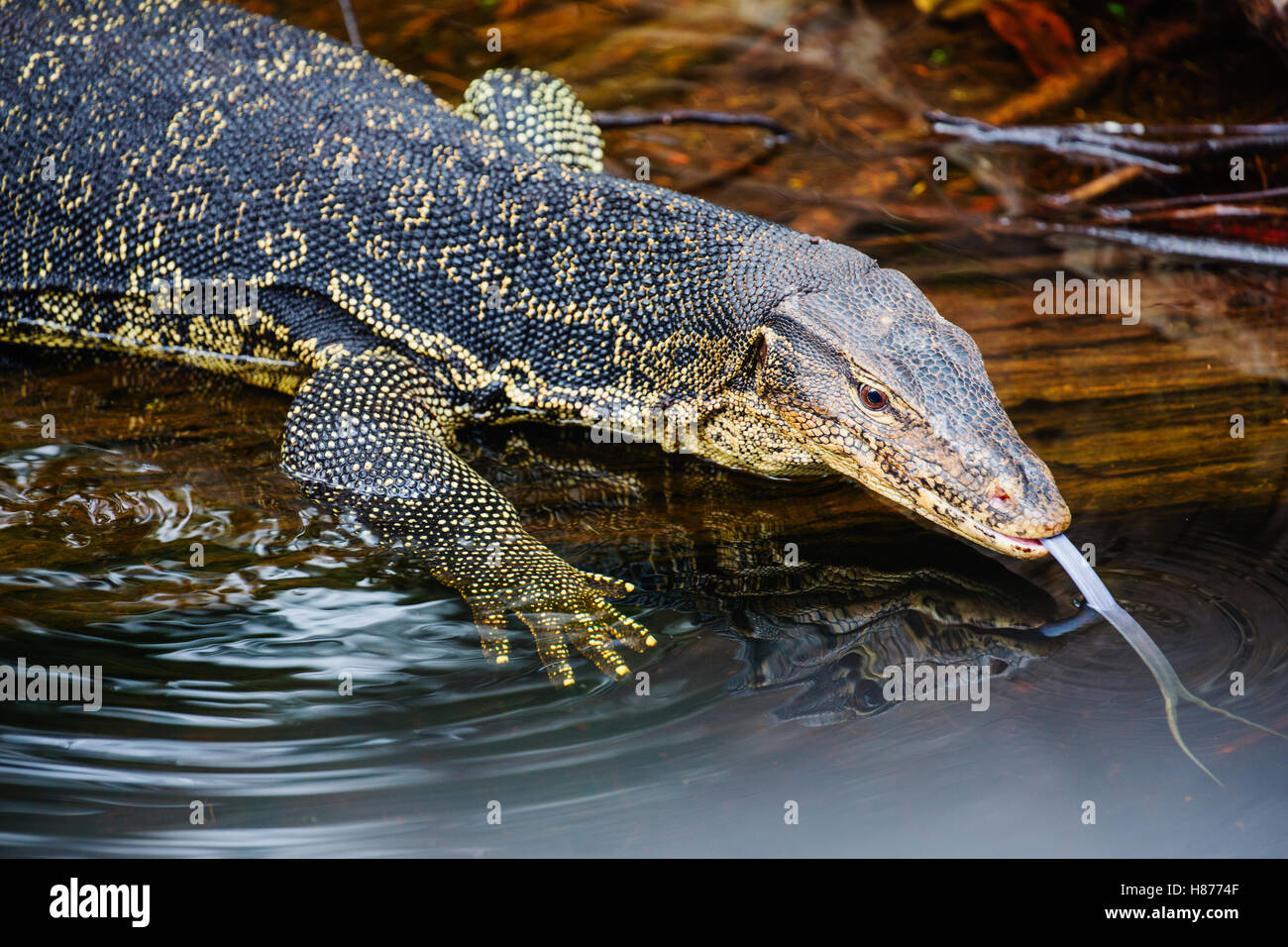 Common Water Monitor (Varanus salvator) flicking tongue, Tanjung Puting ...