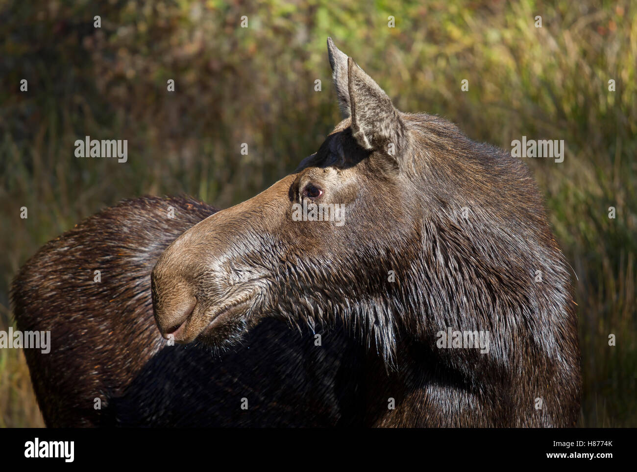 A cow moose grazing in a pond in Algonquin Park in Canada Stock Photo ...