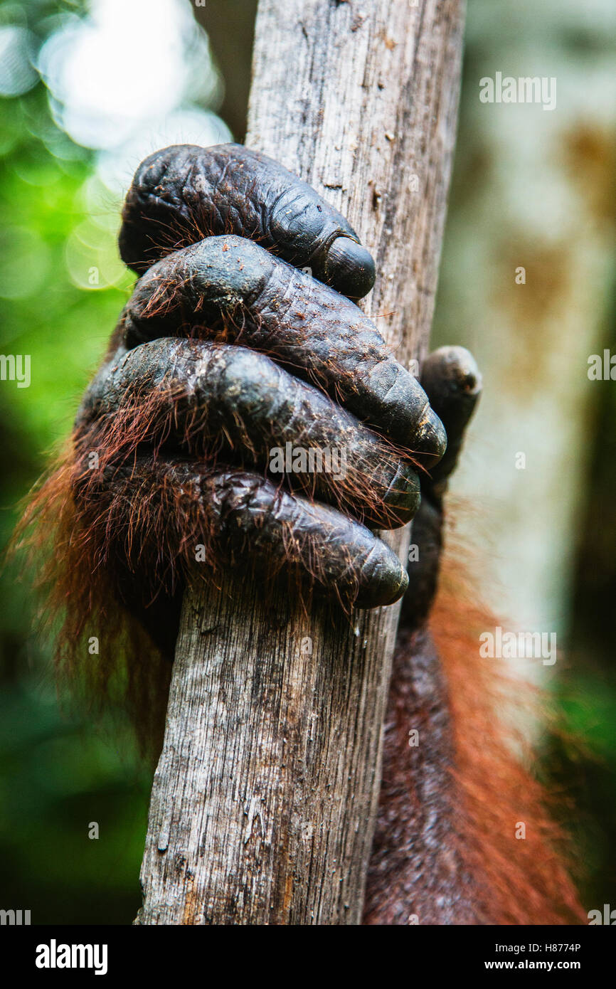 Orangutan (Pongo pygmaeus) hand, Tanjung Puting National Park, Central ...