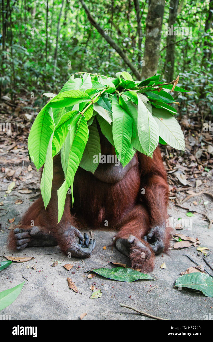 Orangutan (Pongo pygmaeus) female playing with leaves, Tanjung Puting ...