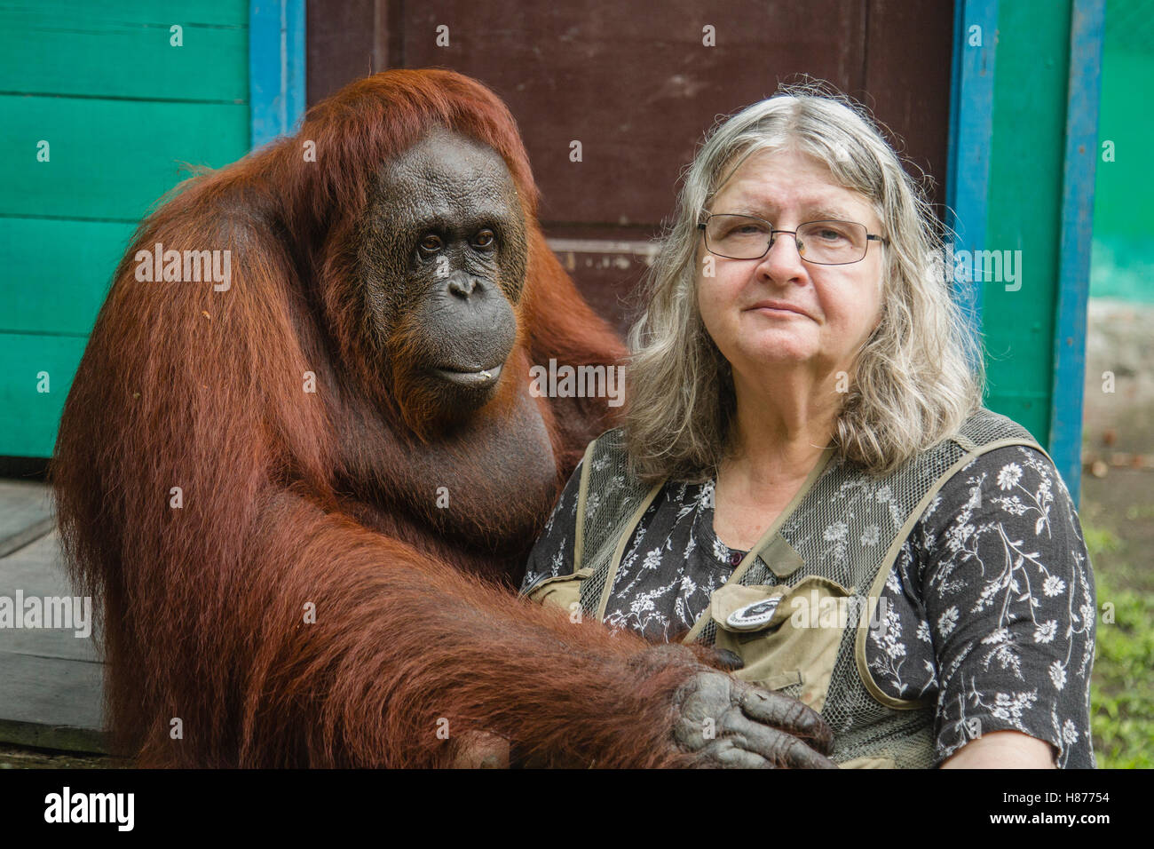 Orangutan (Pongo pygmaeus) primatologist, Dr. Birute Mary Galdikas, and ...
