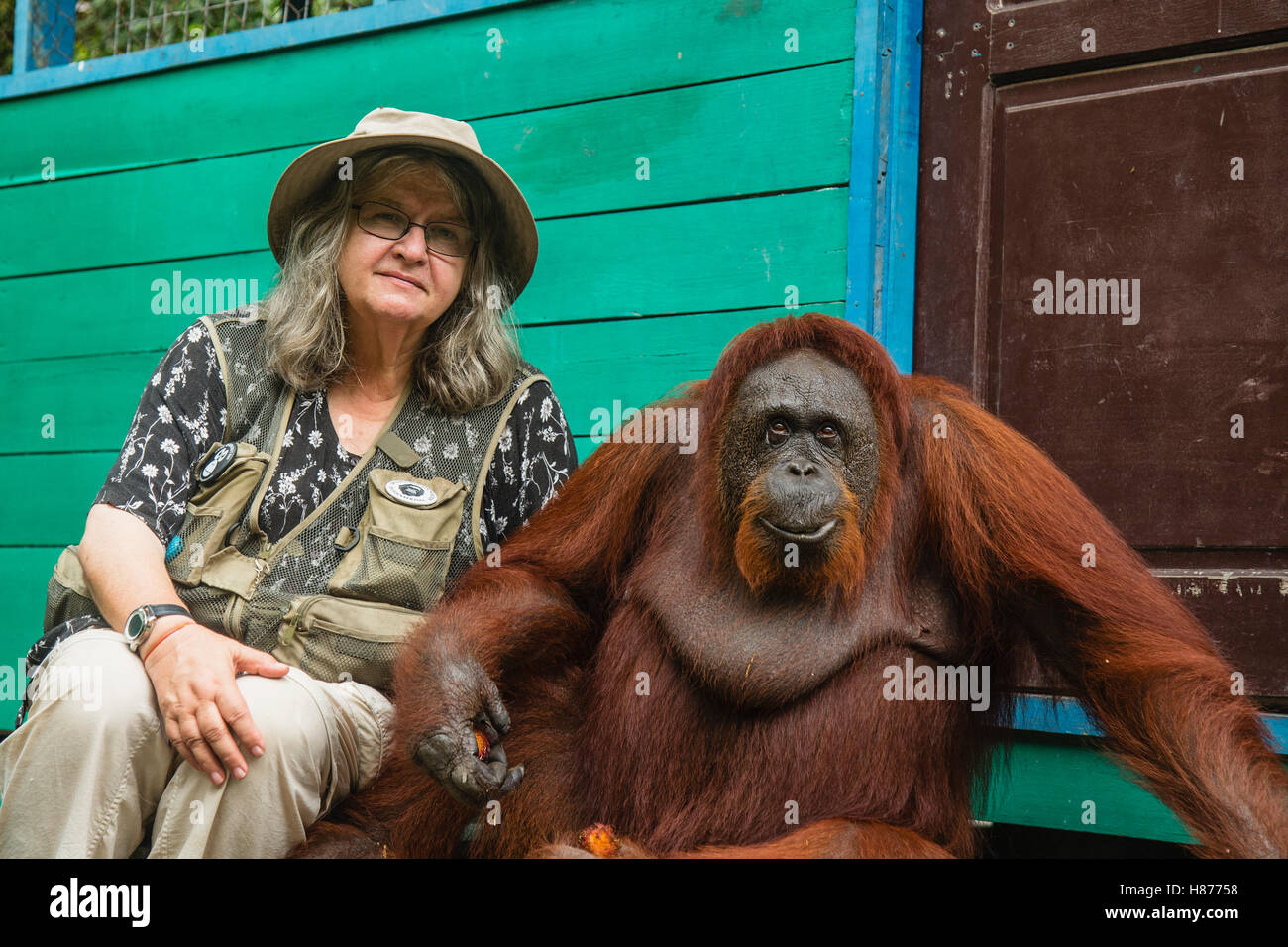 Orangutan (Pongo pygmaeus) primatologist, Dr. Birute Mary Galdikas, and ...
