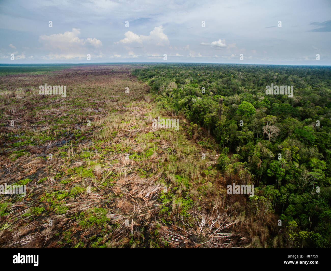 Cleared rainforest for palm oil plantations, Tanjung Puting National ...