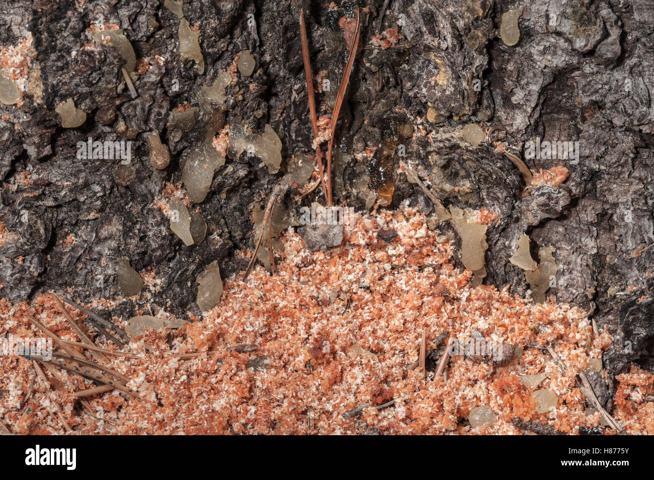 Mountain Pine Beetle (Dendroctonus ponderosae) holes with boring dust ...