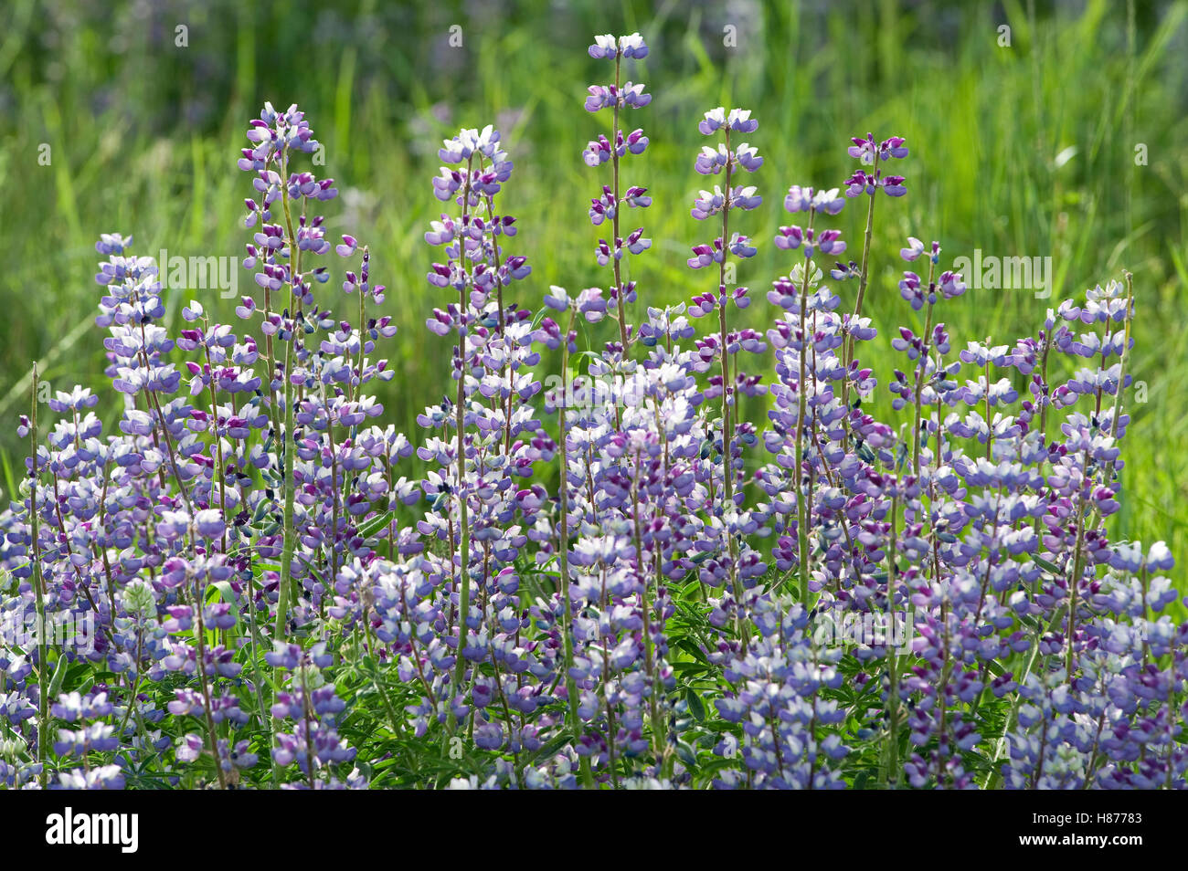 Lupine (Lupinus sp) flowers, Redwood National Park, California Stock ...
