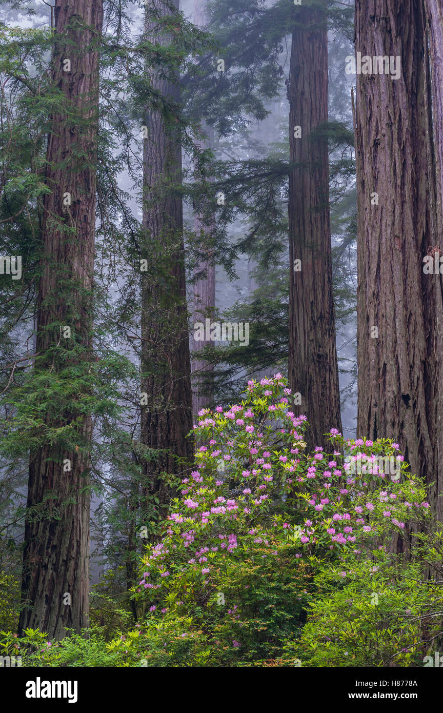 Pacific Rhododendron (Rhododendron macrophyllum) flowering in old ...