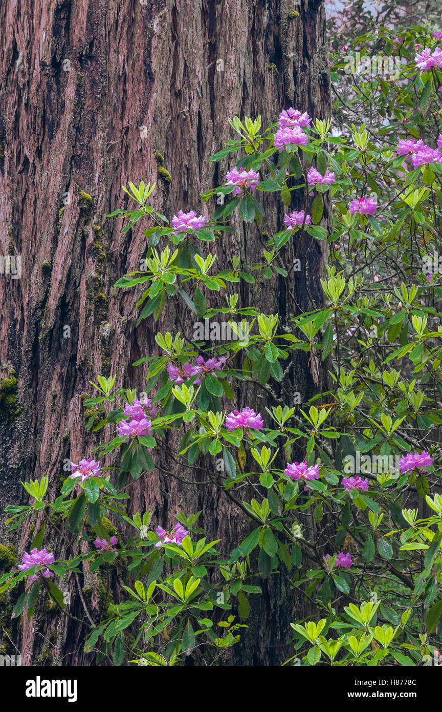 Pacific Rhododendron (Rhododendron macrophyllum) flowering in old ...
