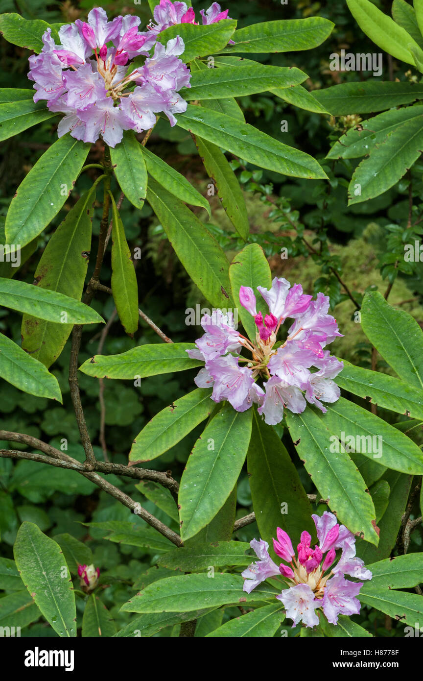 Pacific Rhododendron (Rhododendron macrophyllum) flowering in old ...