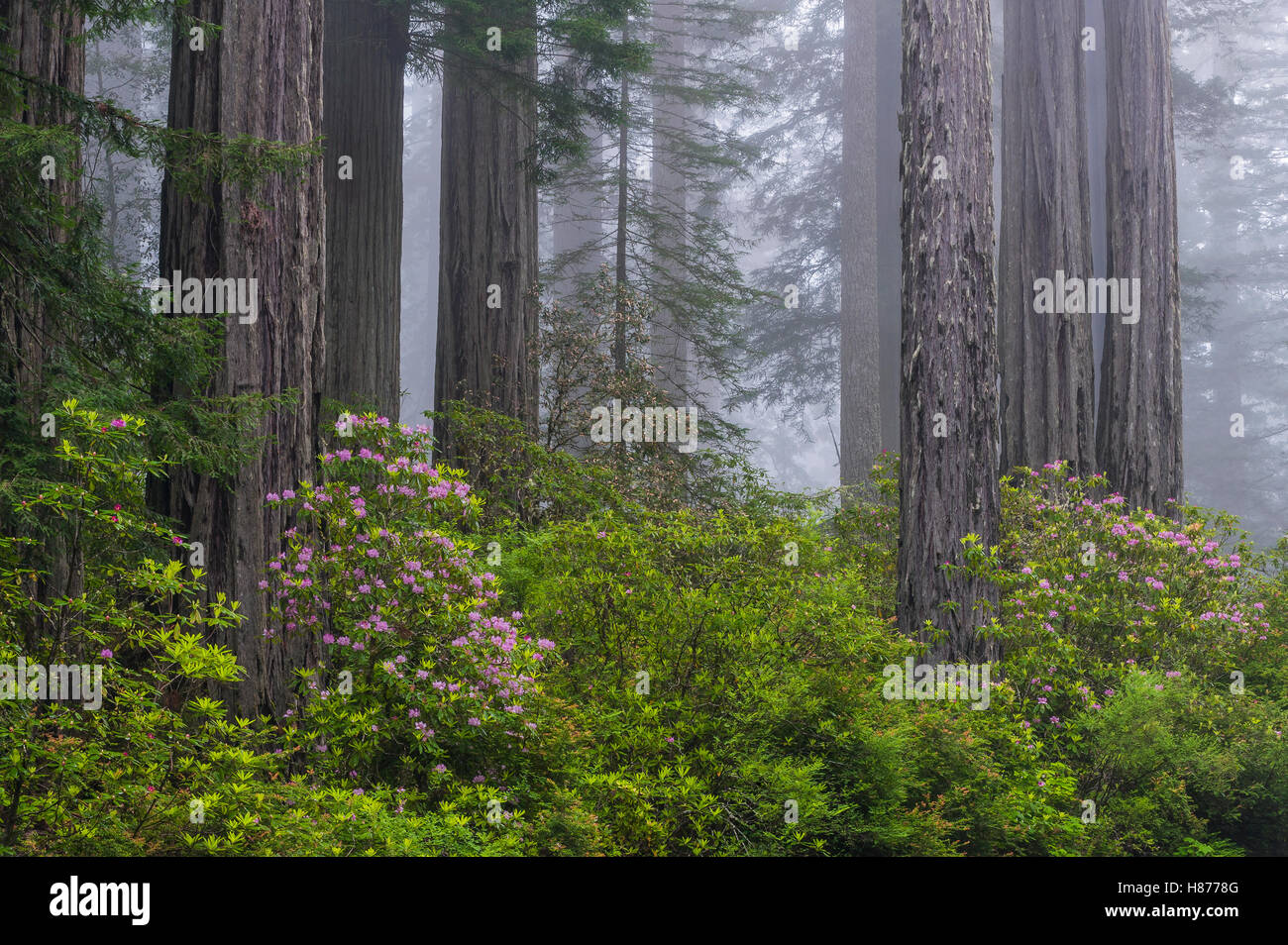 Pacific Rhododendron (Rhododendron macrophyllum) flowering in old ...