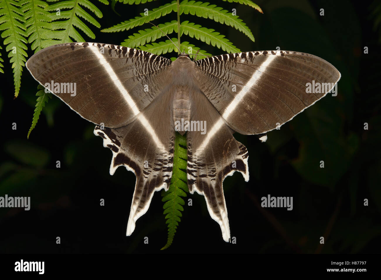 Swallowtail Moth (Lyssa menoetius), Sarawak, Borneo, Malaysia Stock ...