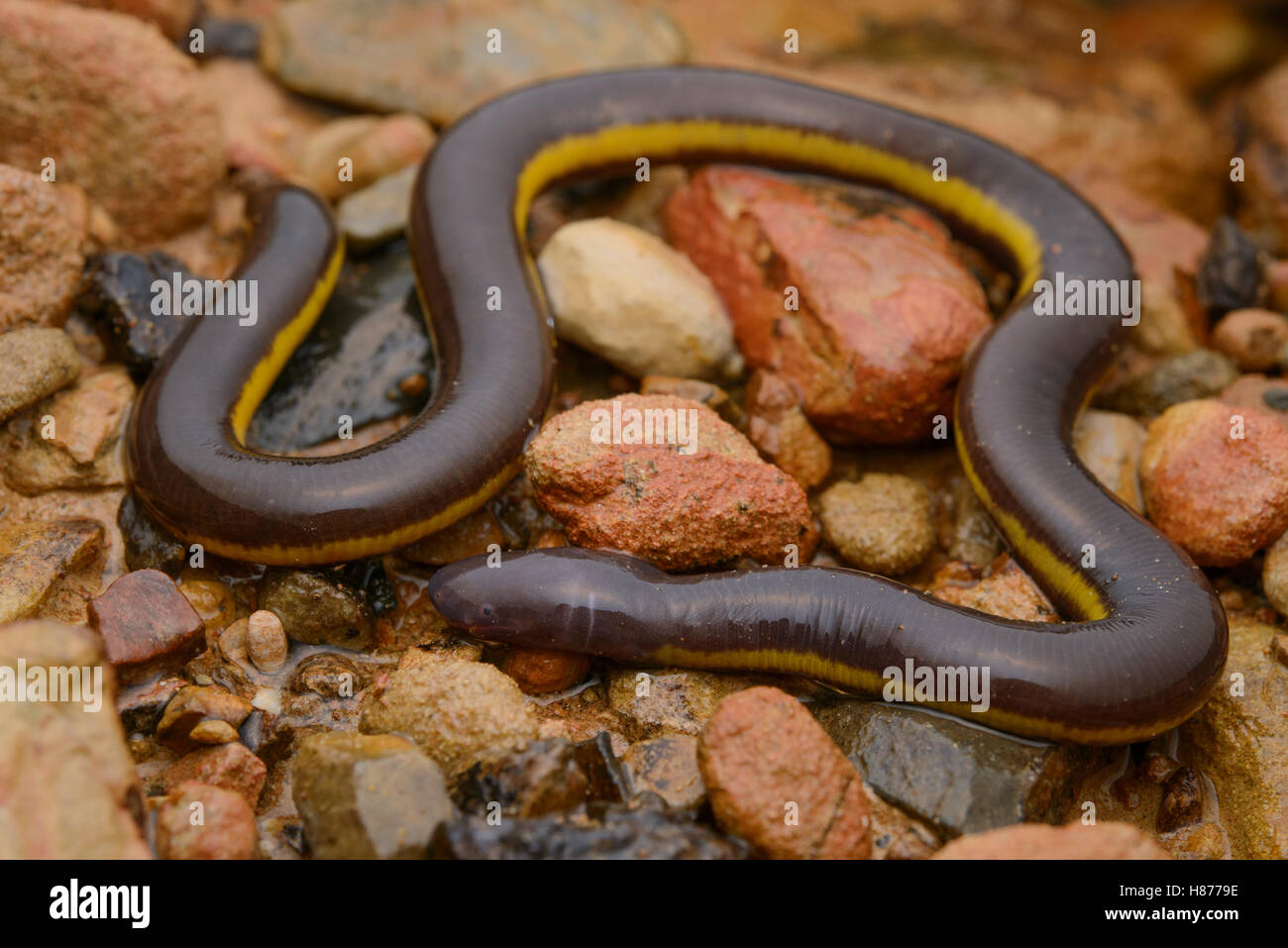 Caecilian (Ichthyophis sp), Sarawak, Borneo, Malaysia Stock Photo - Alamy