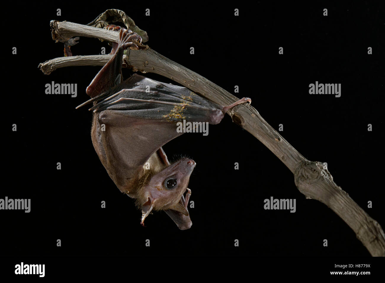 Geoffroy's Rousette (Rousettus amplexicaudatus) bat roosting, Sarawak ...