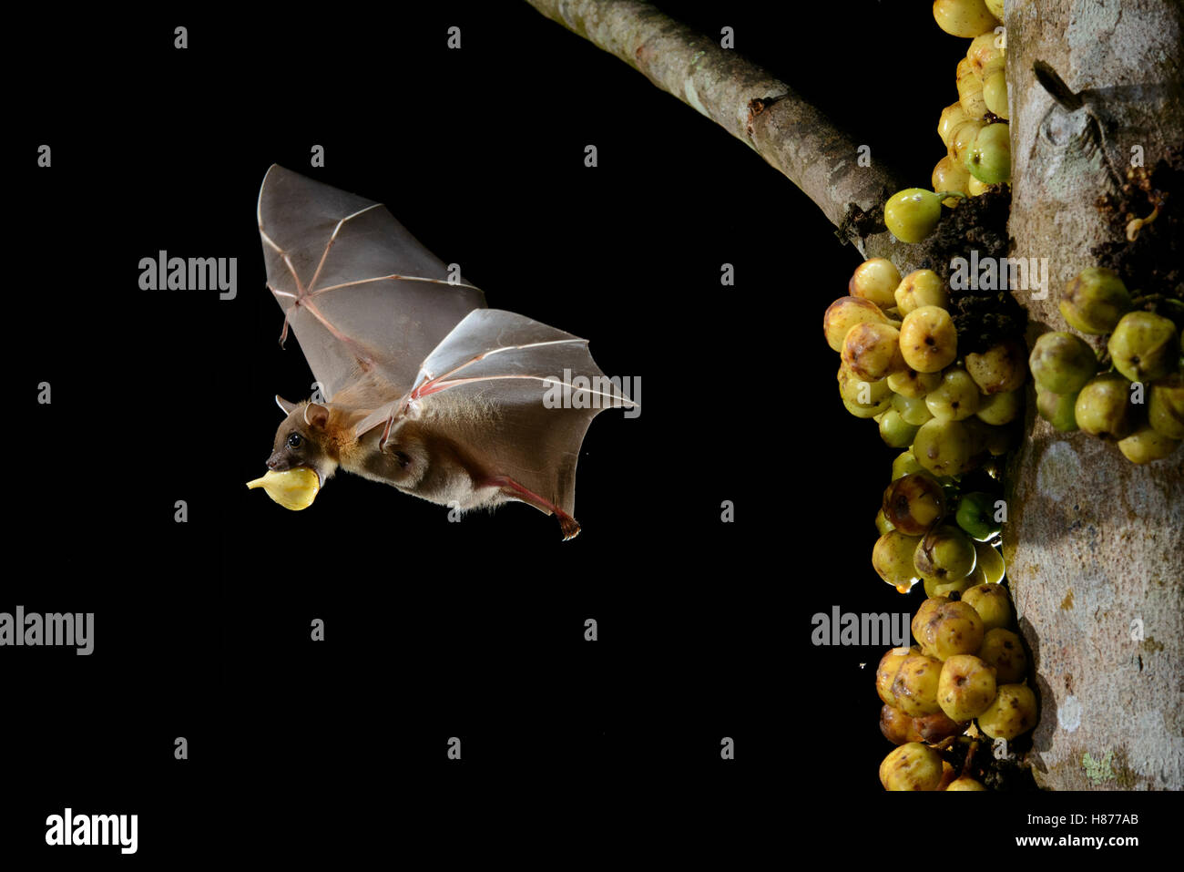 Lesser Short-nosed Fruit Bat (Cynopterus brachyotis) carrying fig ...