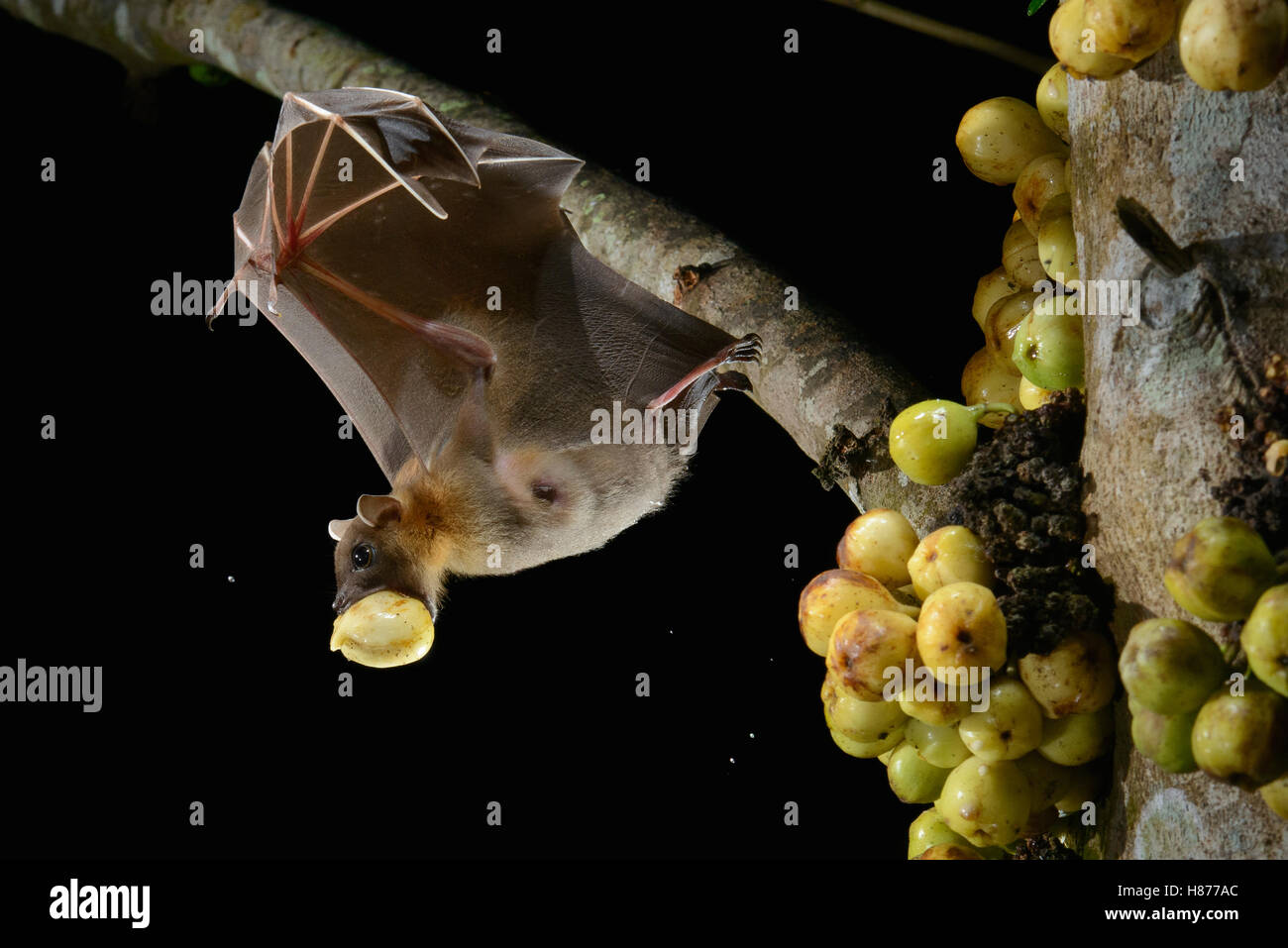 Lesser Short-nosed Fruit Bat (Cynopterus brachyotis) carrying fig ...
