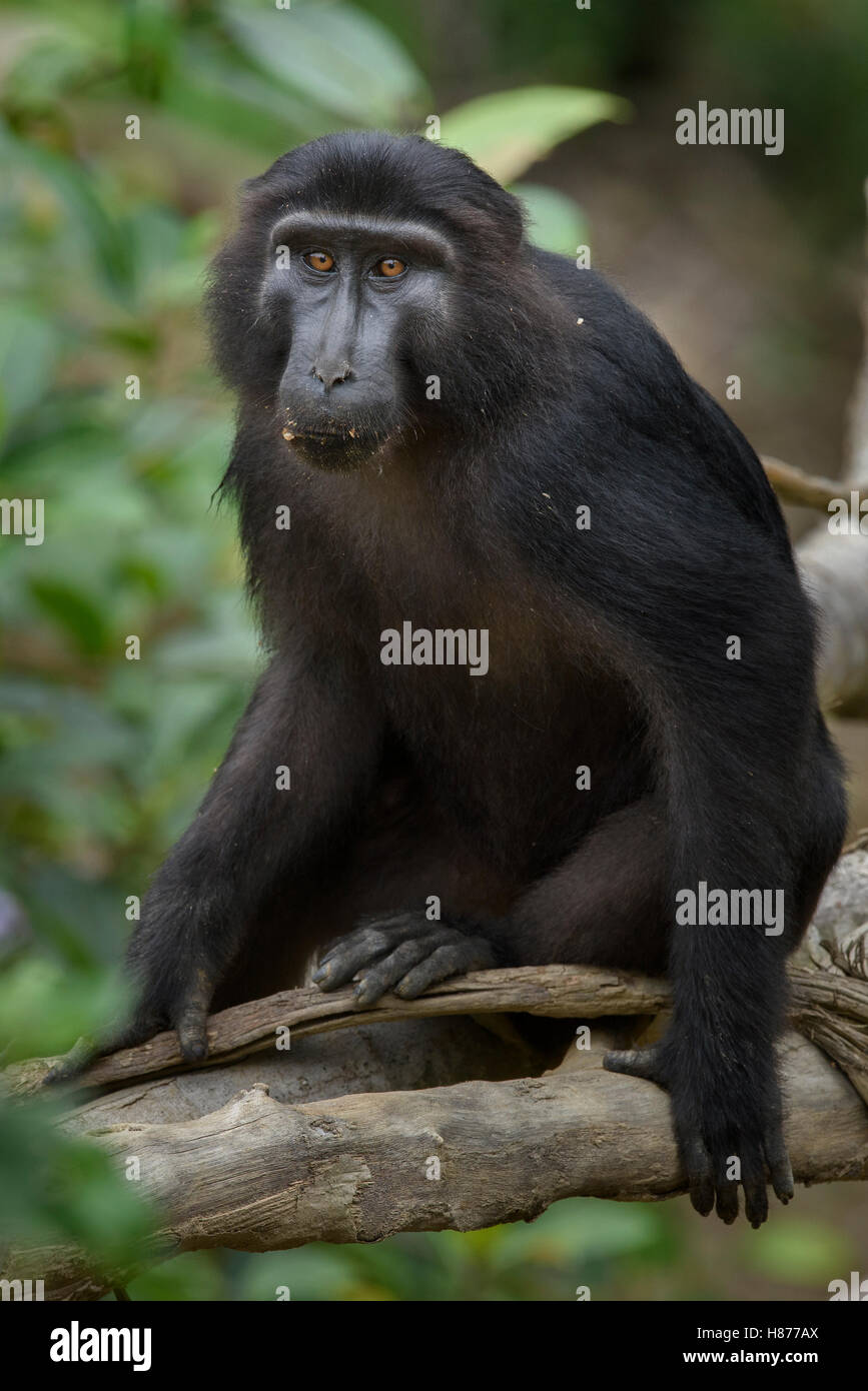 Heck's Macaque (Macaca hecki), Sulawesi, Indonesia Stock Photo - Alamy