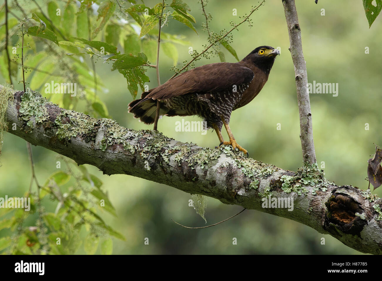 Crested Serpent-Eagle (Spilornis cheela), Sulawesi, Indonesia Stock ...