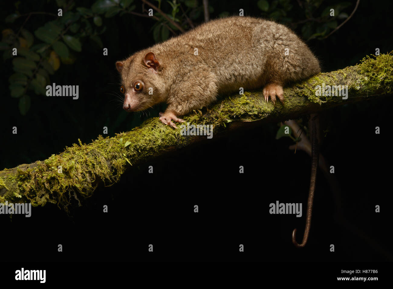 Dwarf Cuscus (Strigocuscus celebensis), Sulawesi, Indonesia Stock Photo ...
