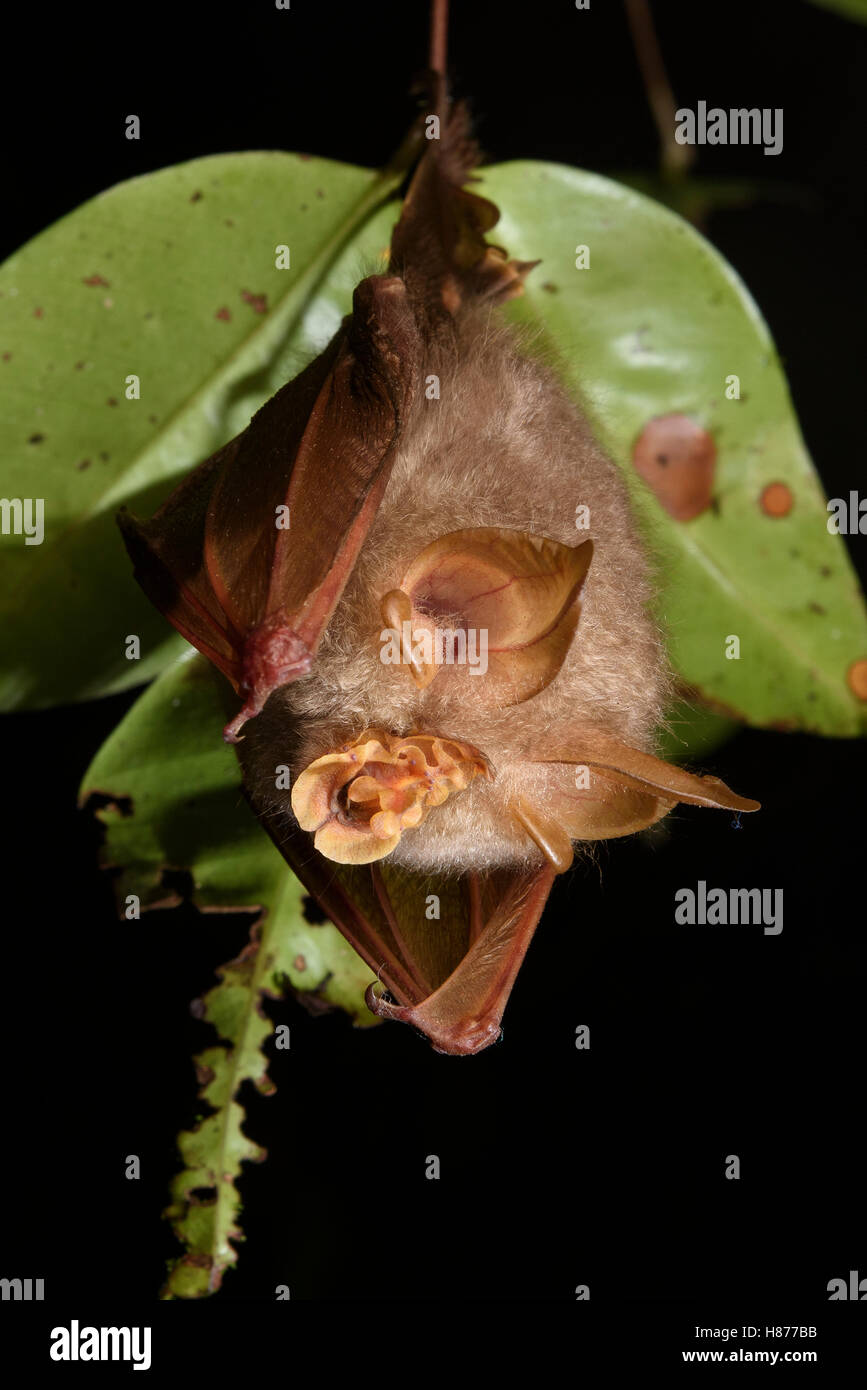 Trefoil Horseshoe Bat (Rhinolophus trifoliatus) roosting, Danum Valley ...