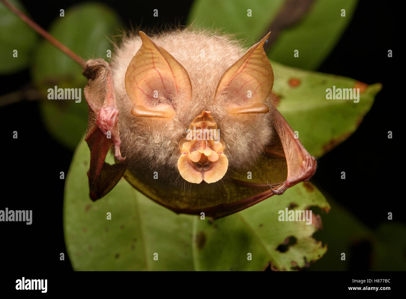 Trefoil Horseshoe Bat (Rhinolophus trifoliatus) roosting, Danum Valley ...