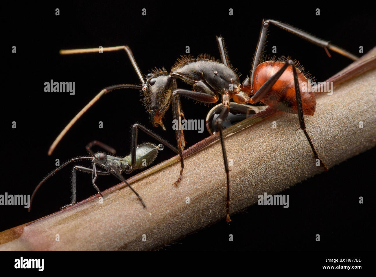 Giant Forest Ant (Camponotus gigas) attending to Leaf-footed Bug ...