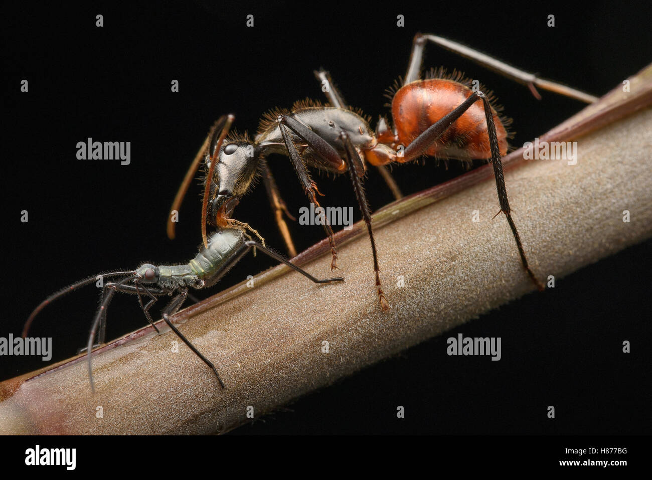 Giant Forest Ant (Camponotus gigas) attending to Leaf-footed Bugs ...