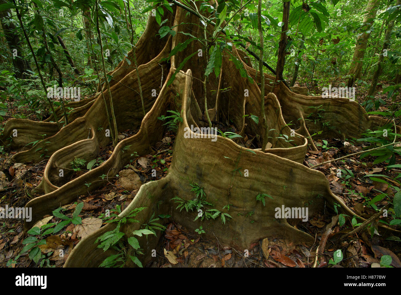 Buttress roots on rainforest tree, Mulu National Park, Sarawak, Borneo ...