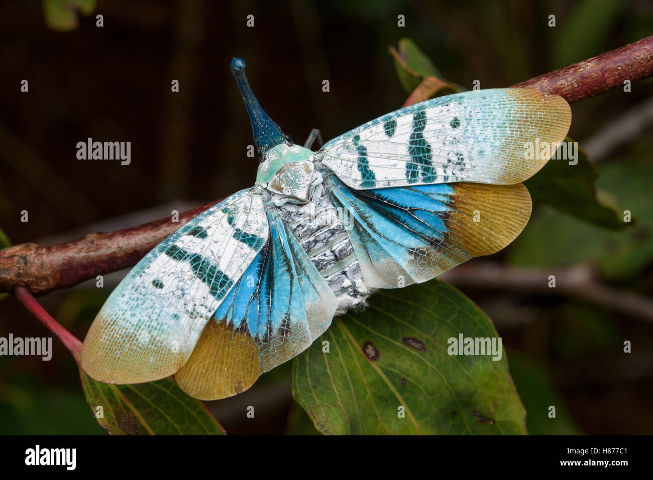 Lantern Fly (Pyrops heringi) in defensive posture, Sabah, Borneo ...