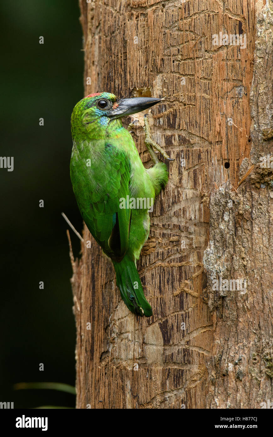 Red-throated Barbet (Megalaima mystacophanos) female creating nest ...