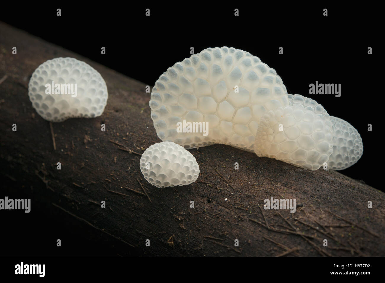 Fungus (Favolaschia pustulosa) mushrooms, Sarawak, Borneo, Malaysia ...