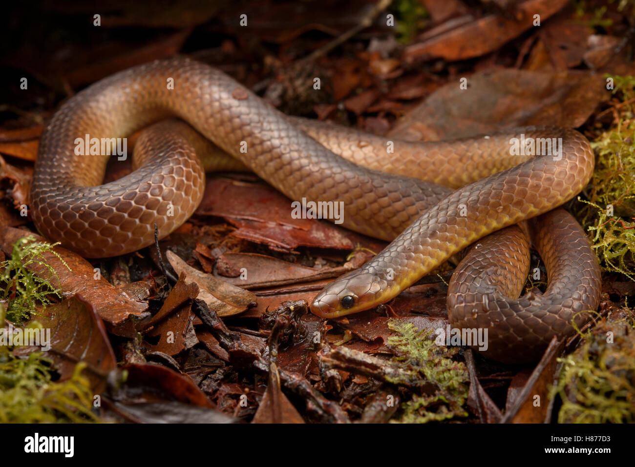 Forsten's Pointed Snake (Calamaria sp), Sulawesi, Indonesia Stock Photo ...