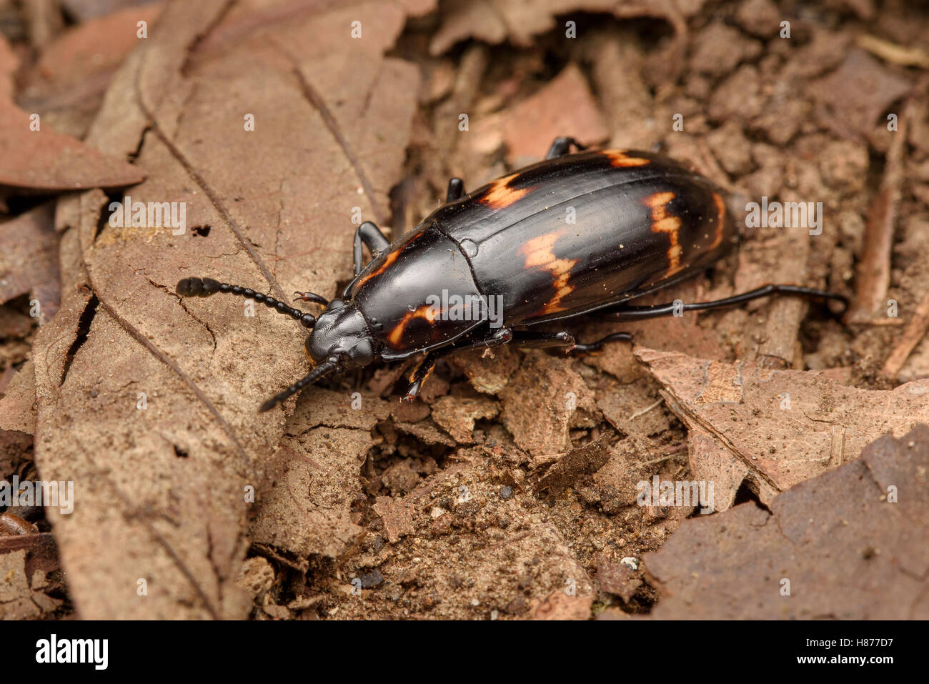 Fungus Beetle (Erotylidae) mimics Beetle (Lioptera sp), Danum Valley ...