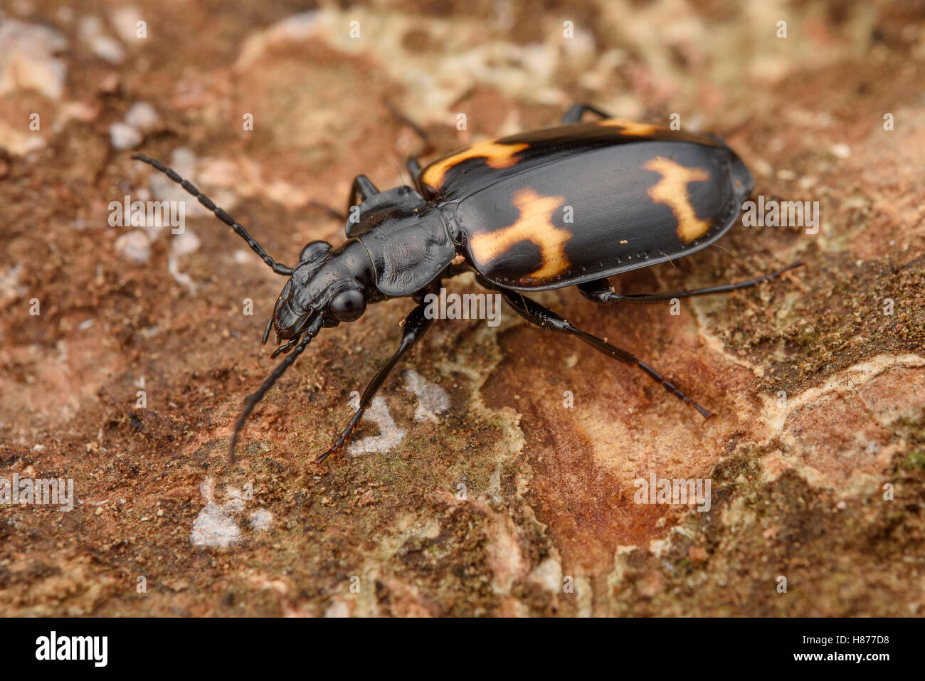 Fungus Beetle (Erotylidae) mimics Beetle (Lioptera sp), Danum Valley ...