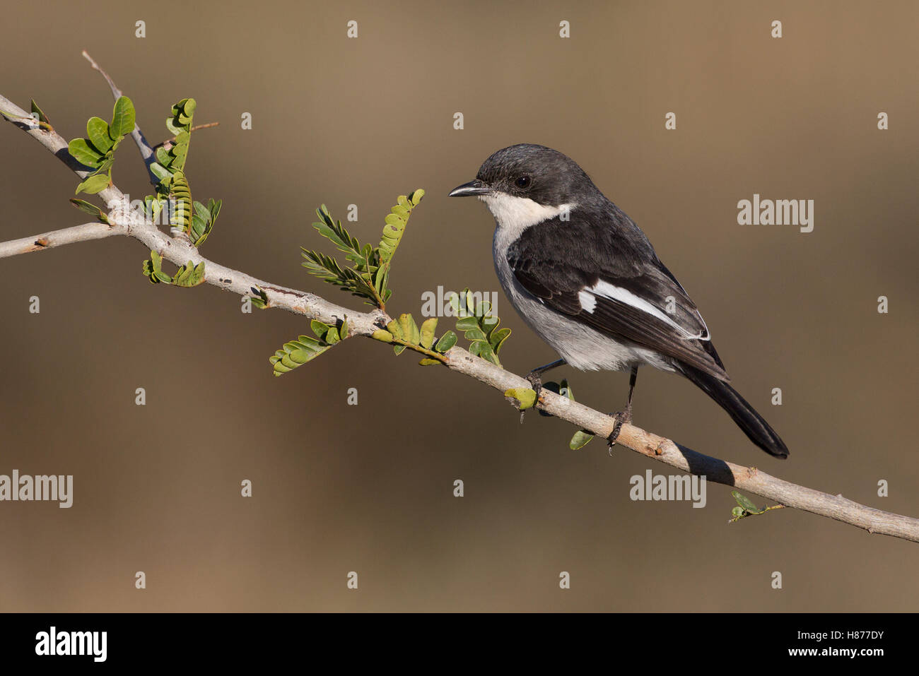 Fiscal Flycatcher (Sigelus silens) male, Eastern Cape, South Africa ...