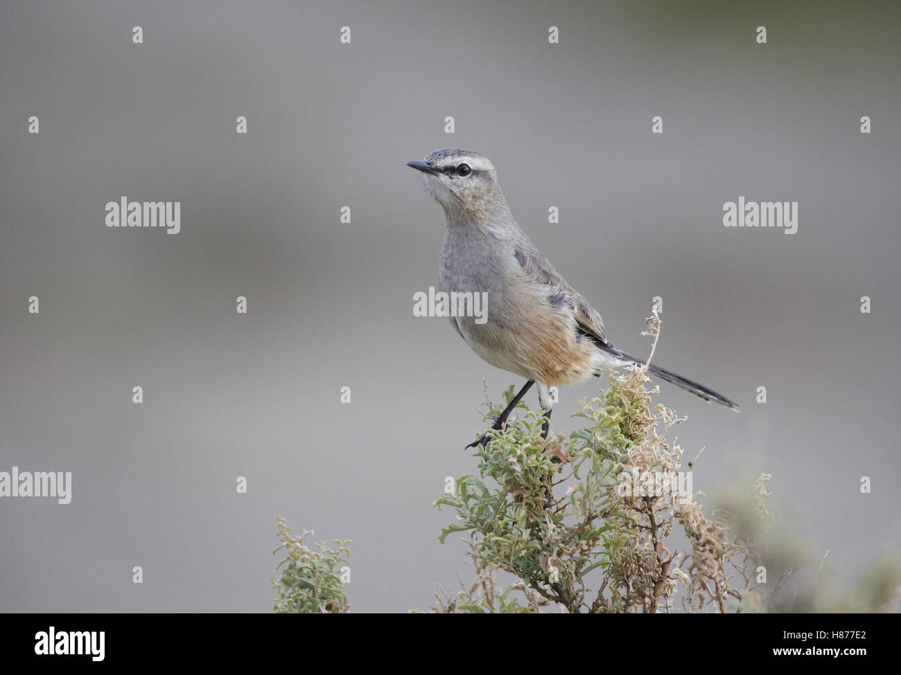 Patagonian Mockingbird (Mimus patagonicus), Argentina Stock Photo - Alamy