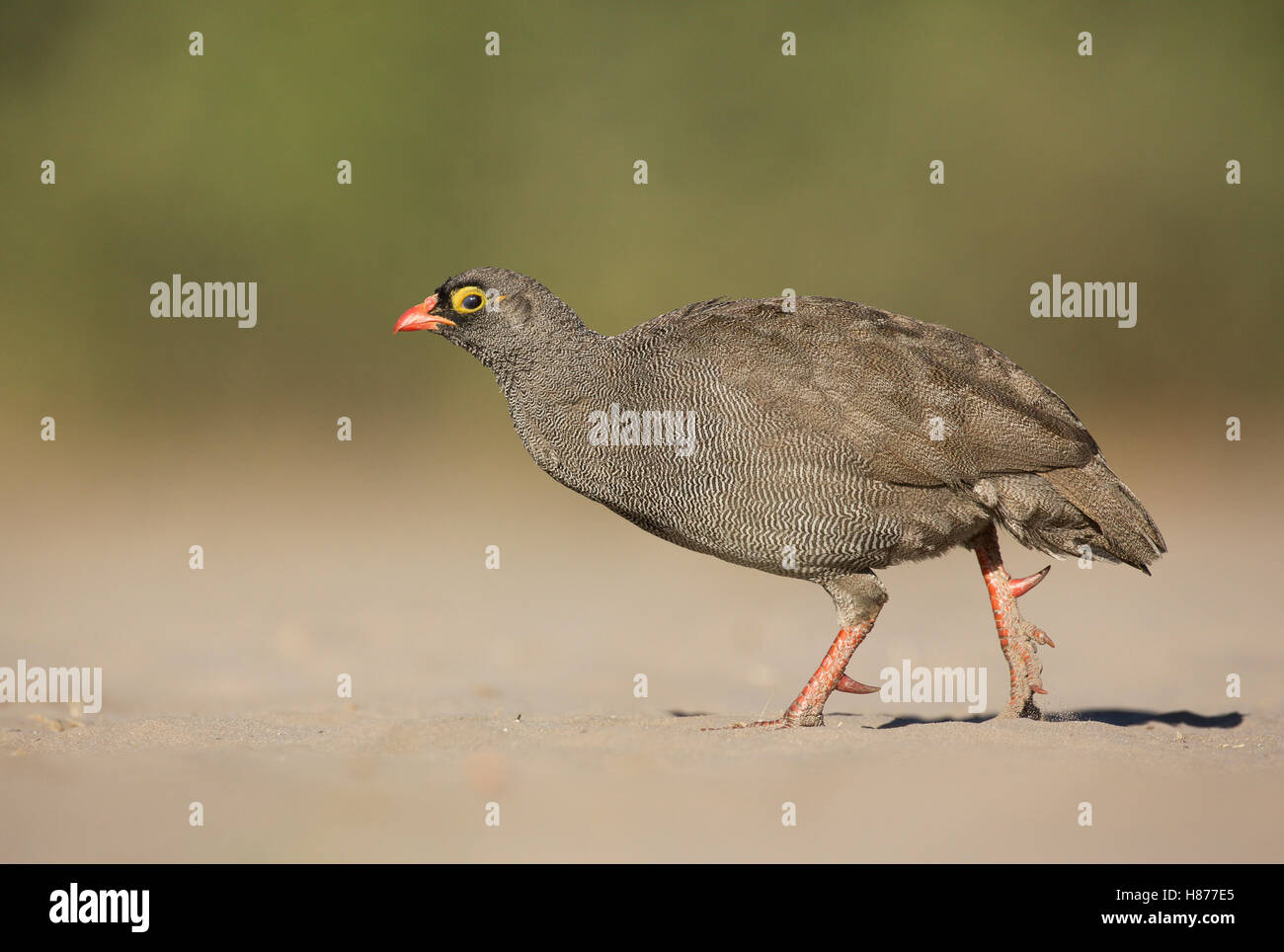 Red-billed Spurfowl (Pternistis adspersus), Chobe National Park ...