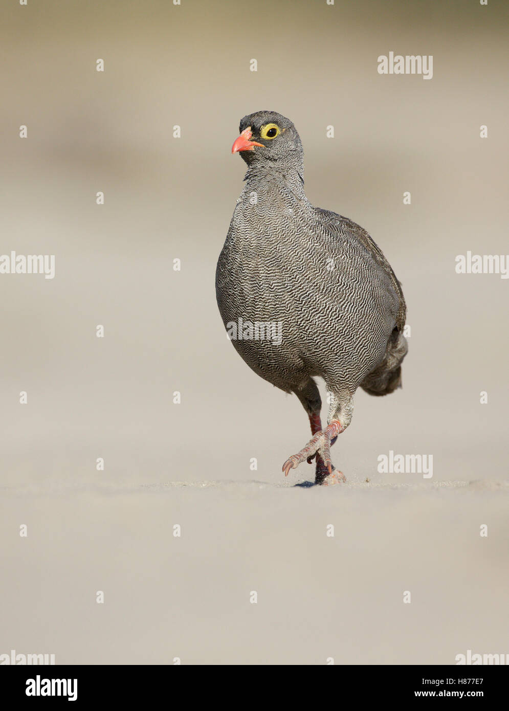 Red-billed Spurfowl (Pternistis adspersus), Chobe National Park ...