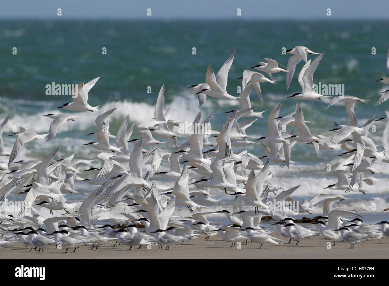 Sandwich Tern (Thalasseus sandvicensis) flock flying over beach ...