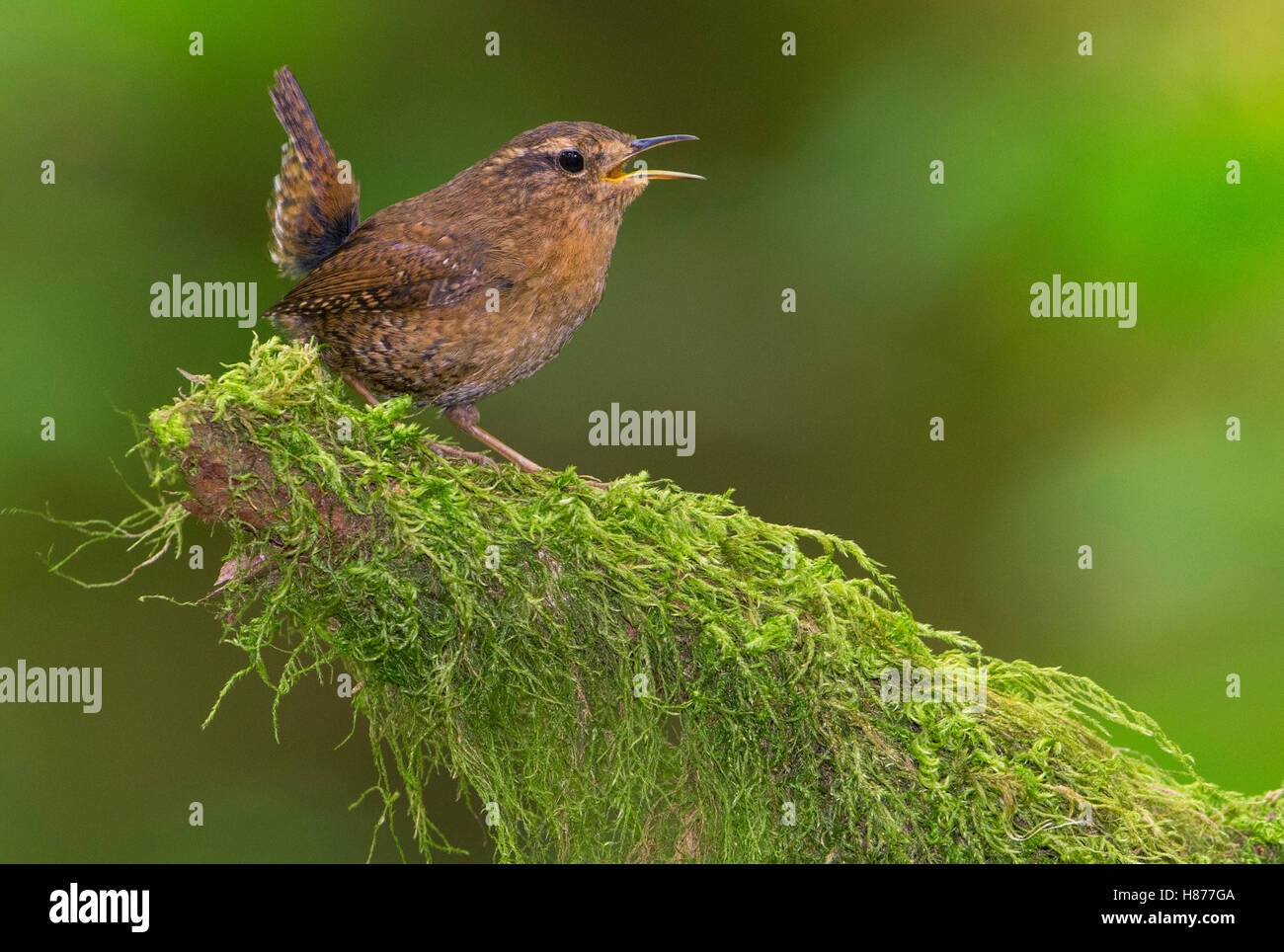 Pacific Wren (Troglodytes pacificus) calling, British Columbia, Canada ...