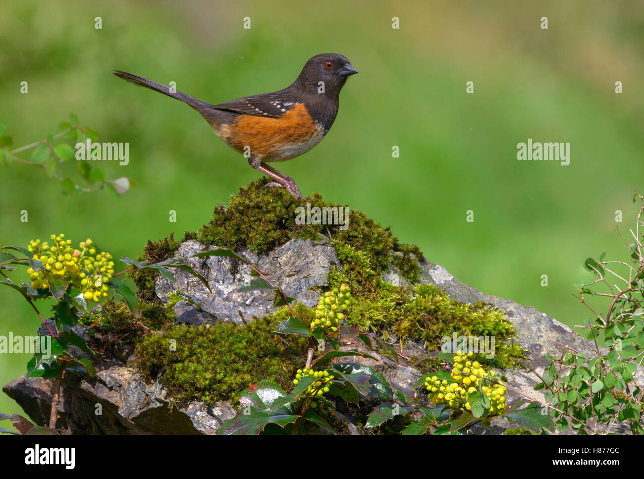 Spotted Towhee (Pipilo maculatus), British Columbia, Canada Stock Photo ...