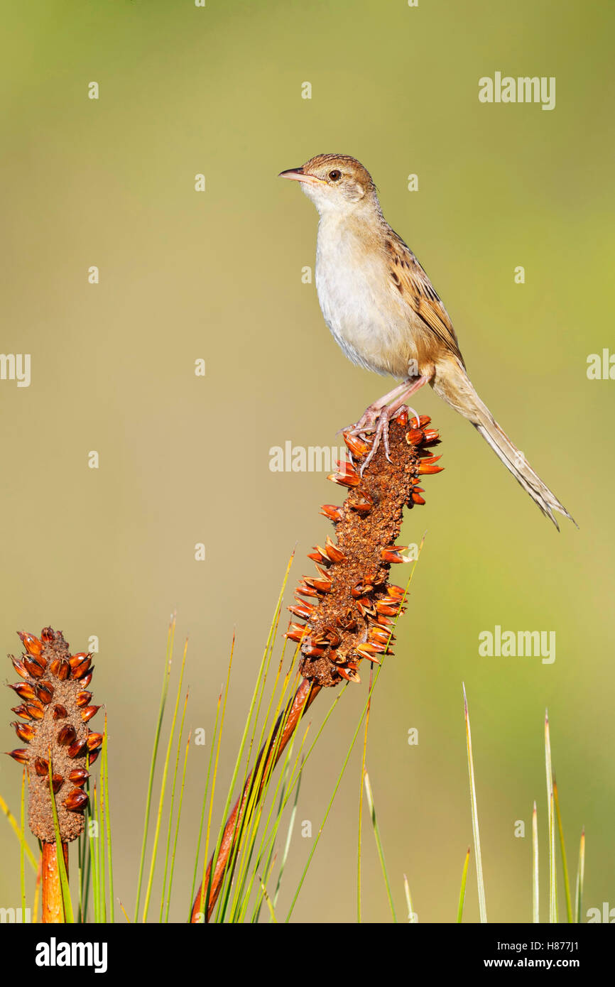 Tawny Grassbird (Megalurus timoriensis), Queensland, Australia Stock ...