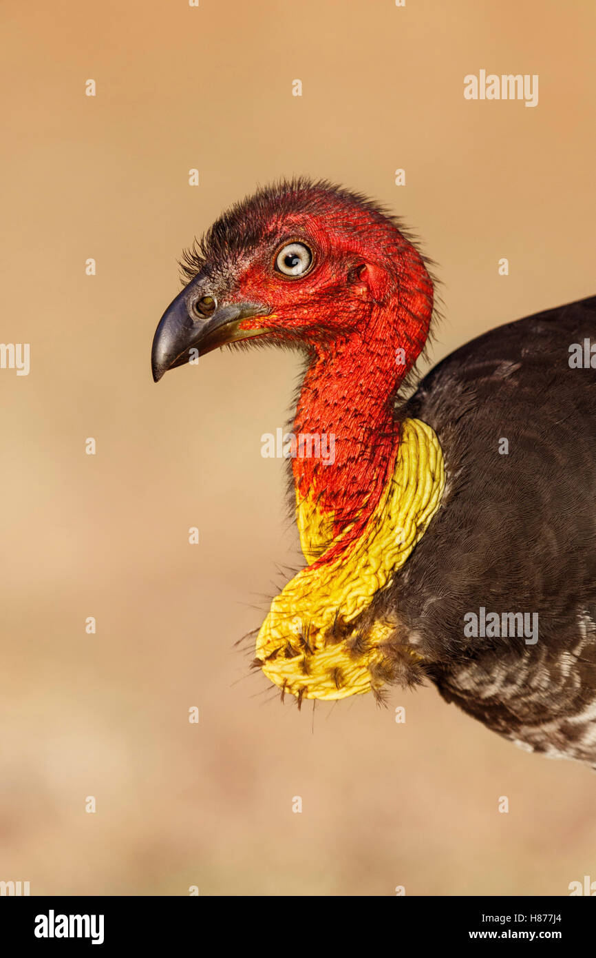 Australian Brush Turkey (Alectura lathami) male, Queensland, Australia ...