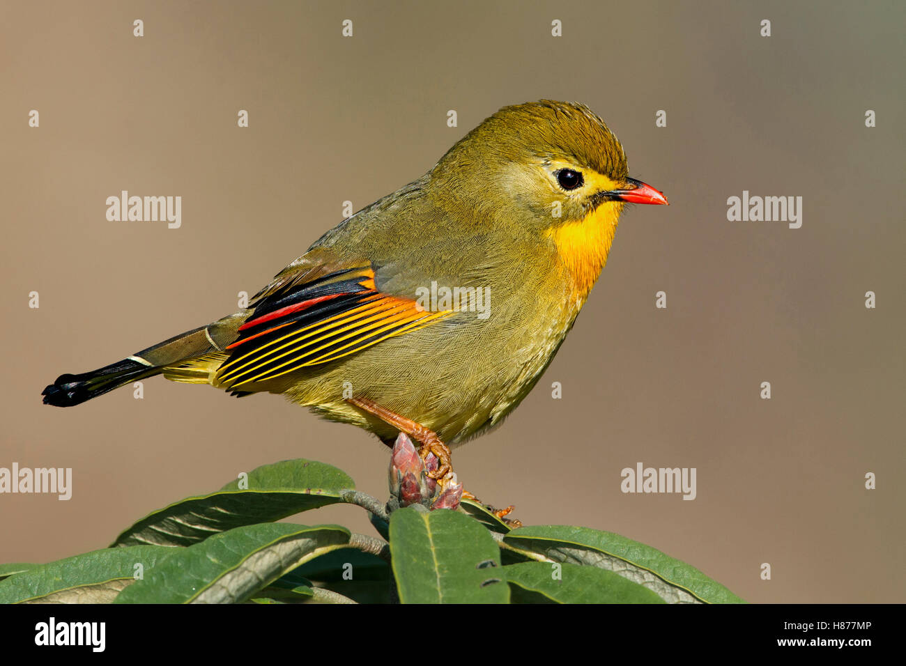 Red-billed Leiothrix (Leiothrix lutea), Darjeeling, India Stock Photo ...