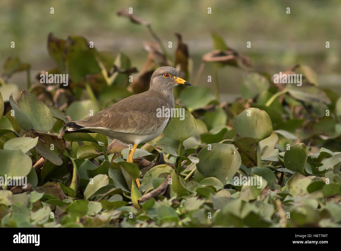 Grey-headed Lapwing (Vanellus cinereus), Darjeeling, India Stock Photo ...