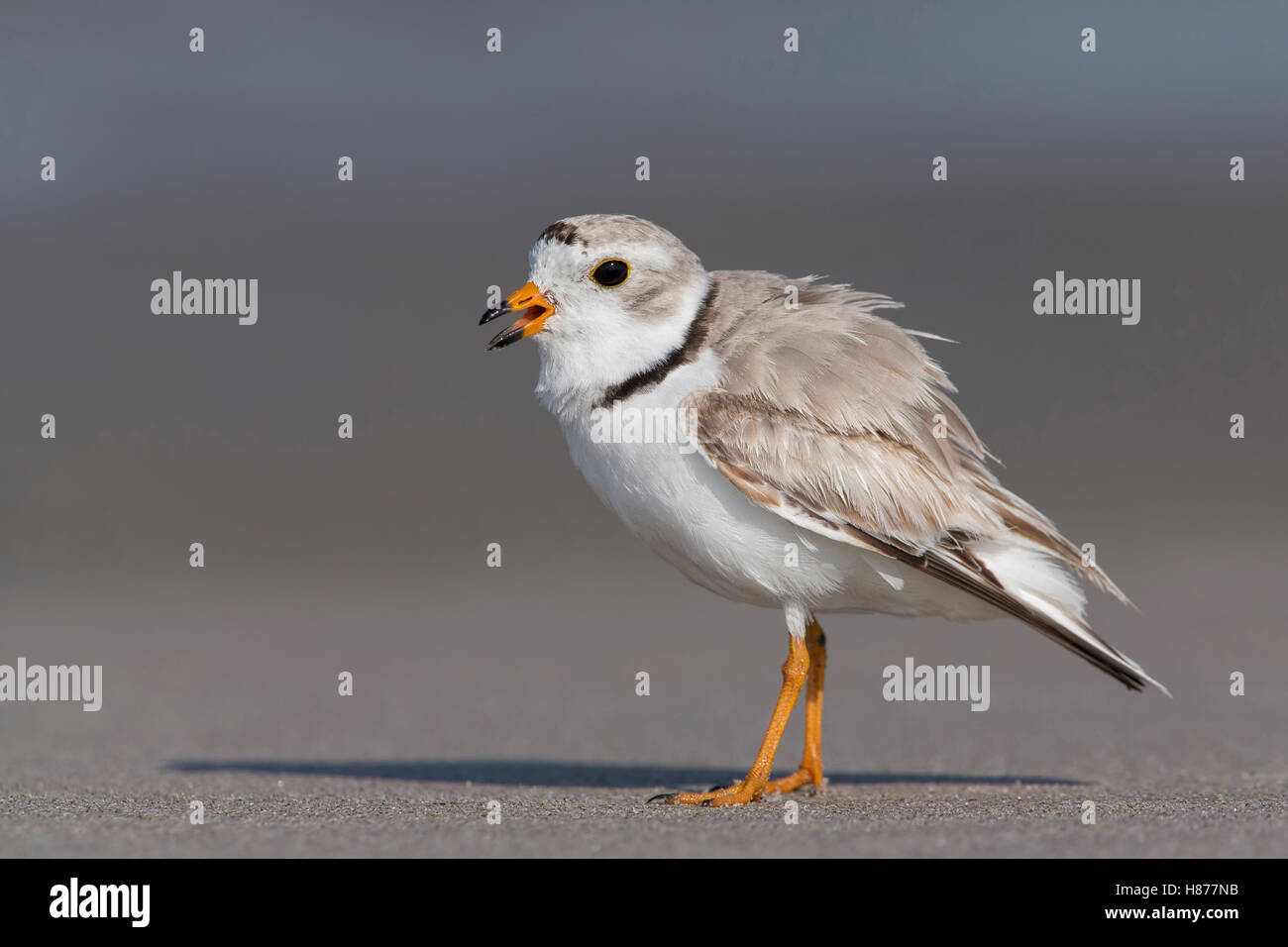 Piping Plover (Charadrius melodus) calling, Massachusetts Stock Photo ...