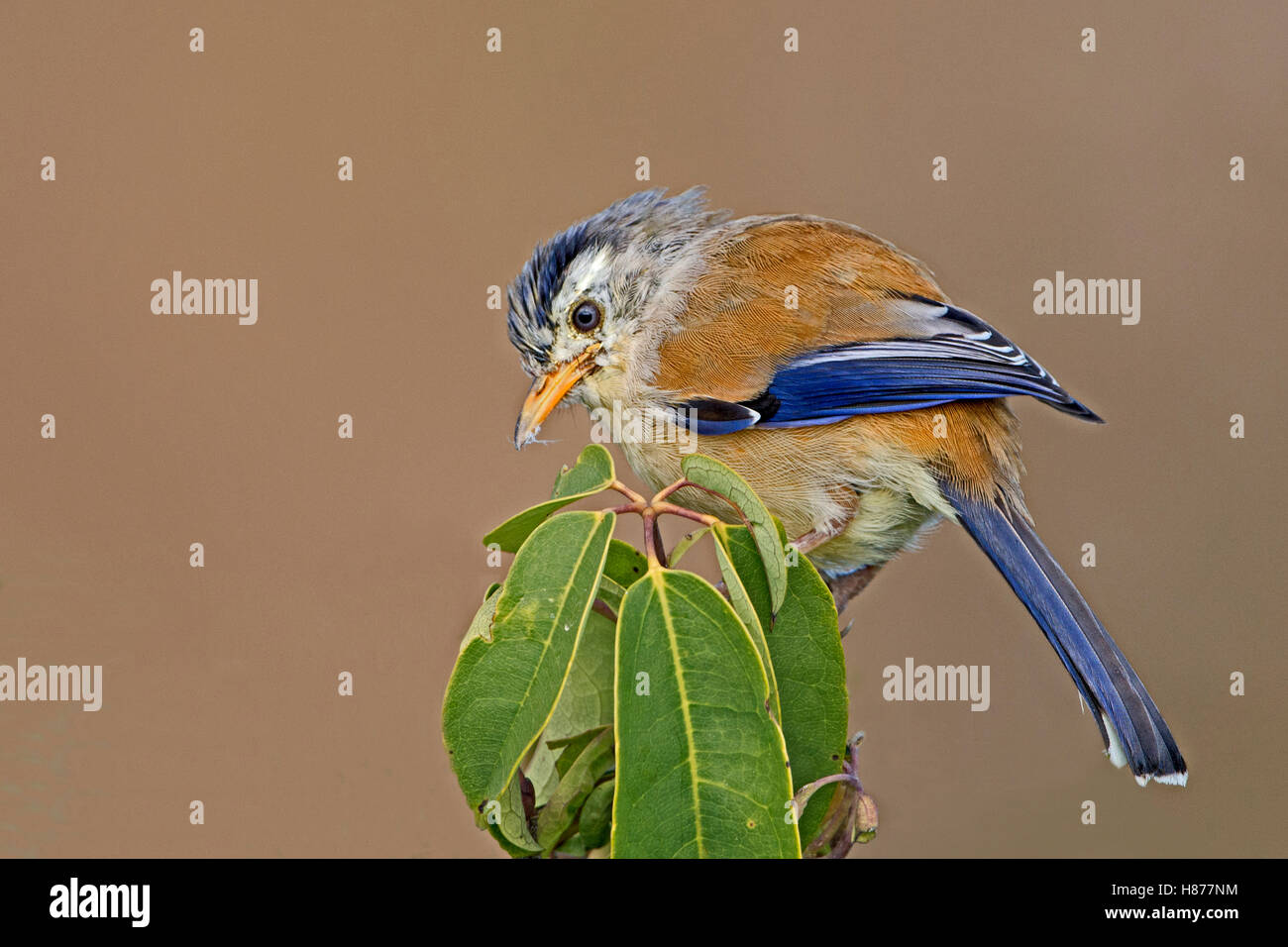 Blue-winged Minla (Minla cyanouroptera), Darjeeling, India Stock Photo ...