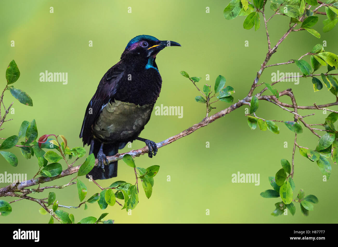 Victoria's Riflebird (Ptiloris victoriae) male, Queensland, Australia ...