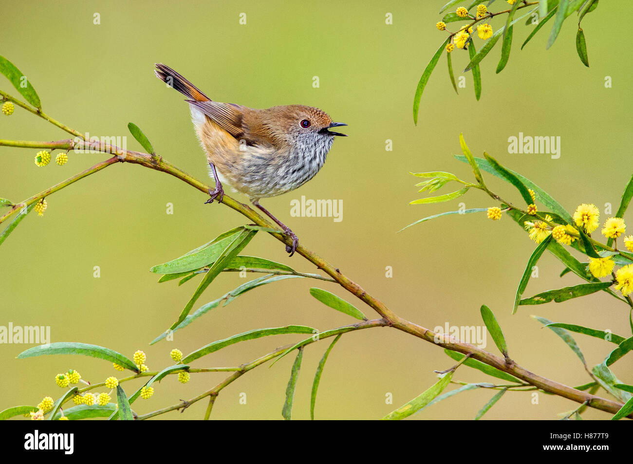Brown Thornbill (Acanthiza pusilla) calling, Victoria, Australia Stock ...